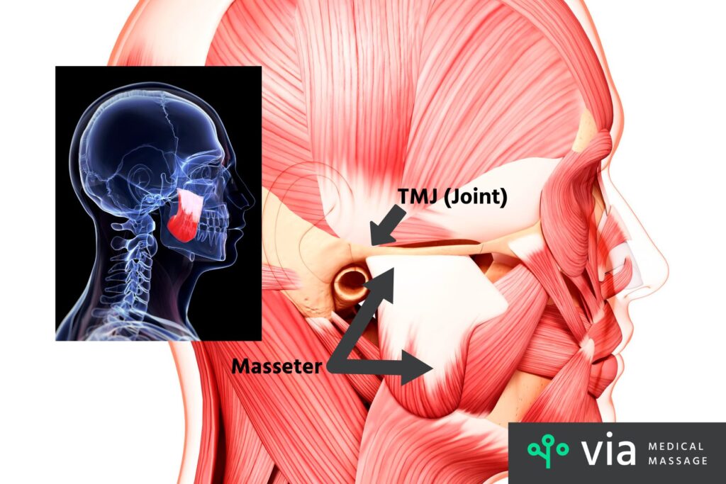TMJ Massage for Jaw Pain and Headaches: How It Works